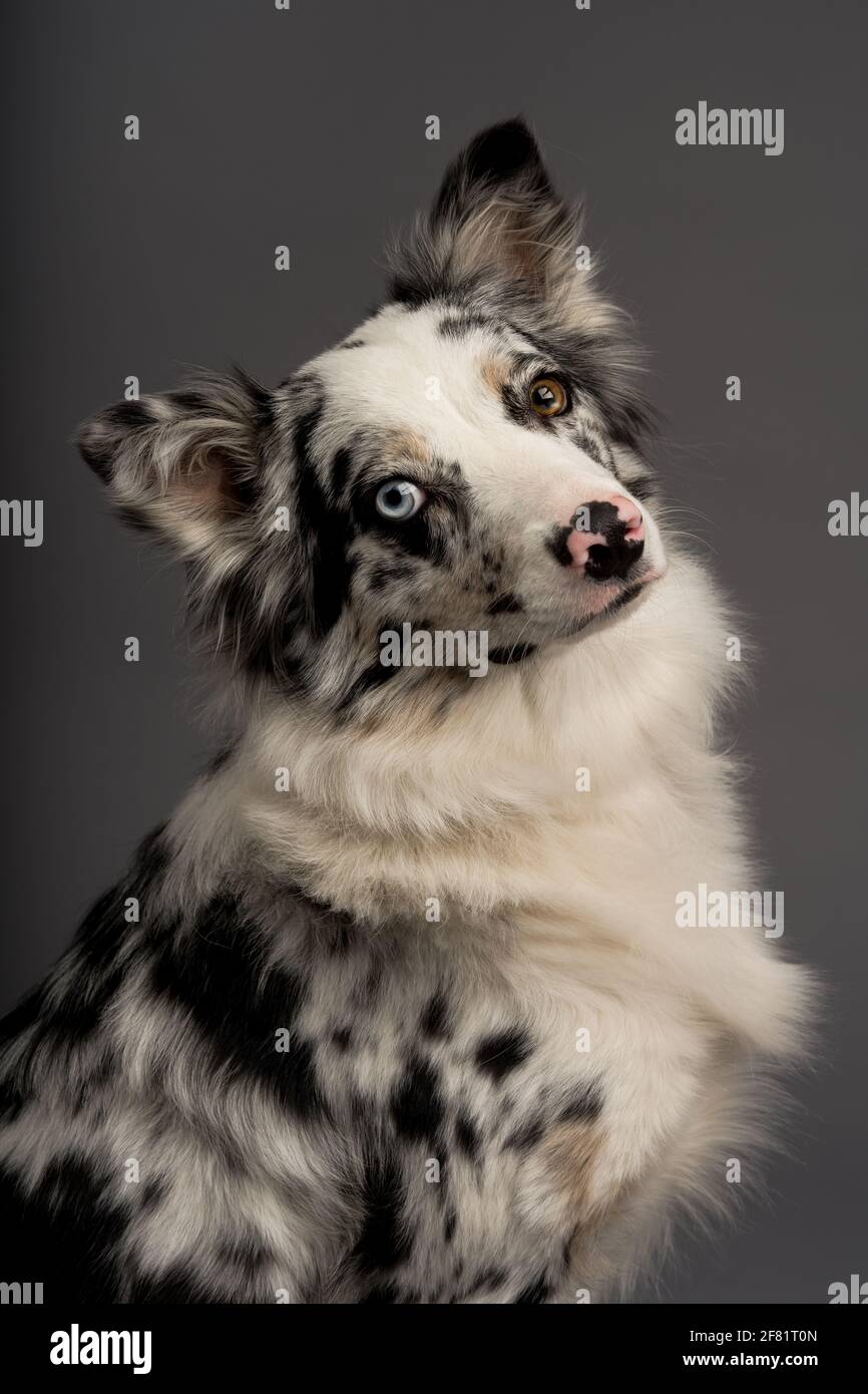 Gefleckter border collie -Fotos und -Bildmaterial in hoher Auflösung ...