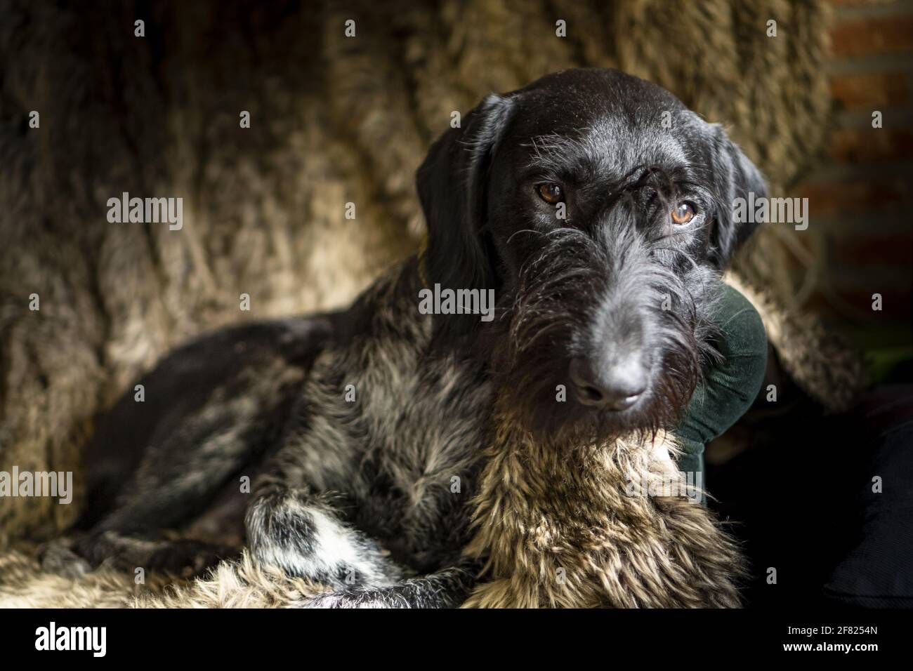 German wirehaired pointer puppy -Fotos und -Bildmaterial in hoher ...
