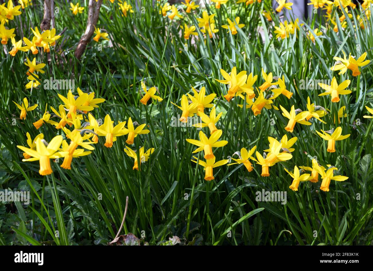 Narcissus cyclamineus jetfire -Fotos und -Bildmaterial in hoher ...