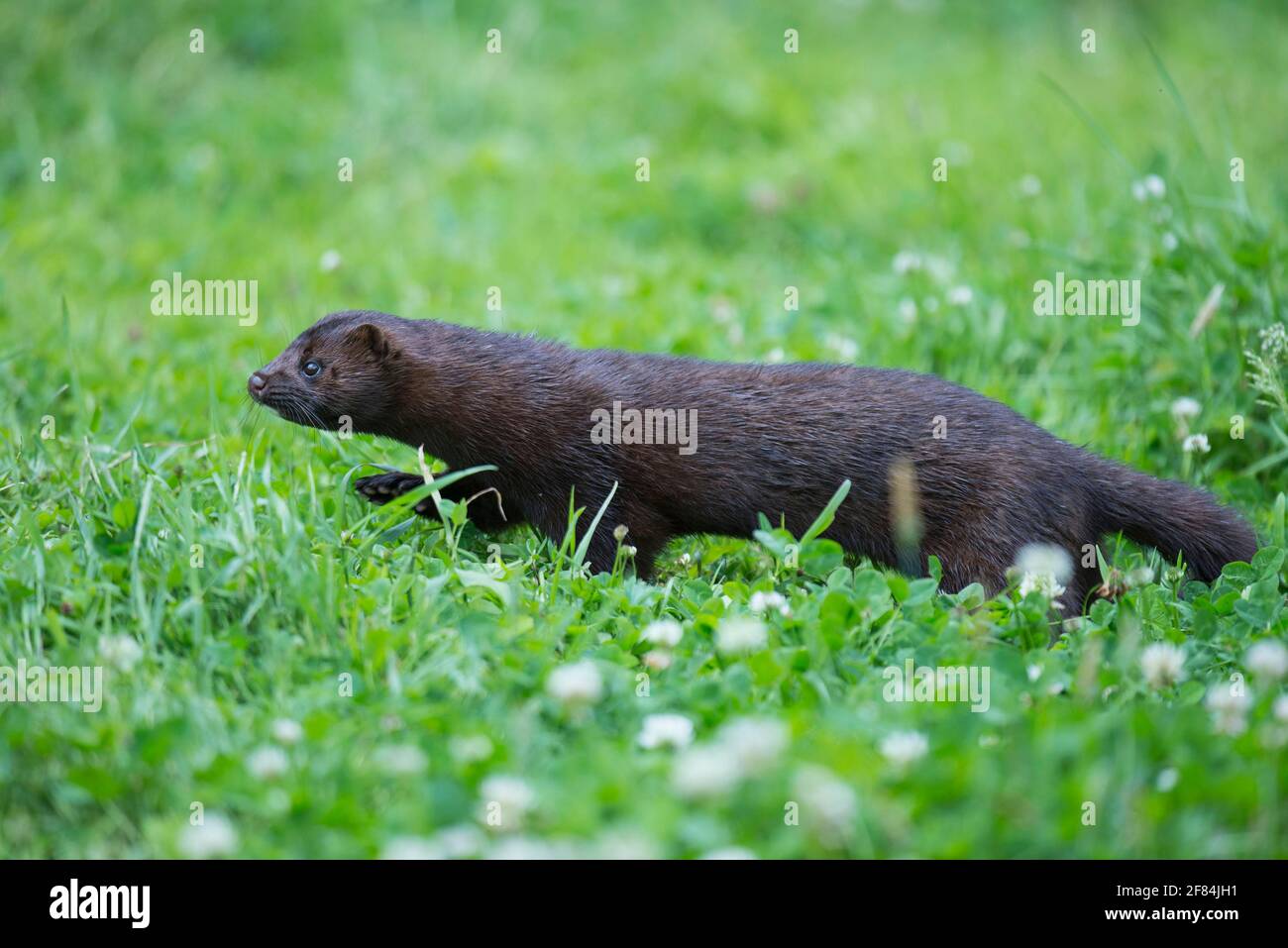 Sie aus nerz und es -Fotos und -Bildmaterial in hoher Auflösung – Alamy