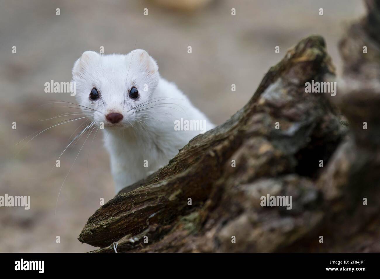 Stoat face -Fotos und -Bildmaterial in hoher Auflösung – Alamy