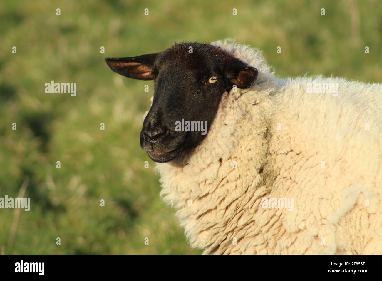 Suffolk sheep breed -Fotos und -Bildmaterial in hoher Auflösung – Alamy