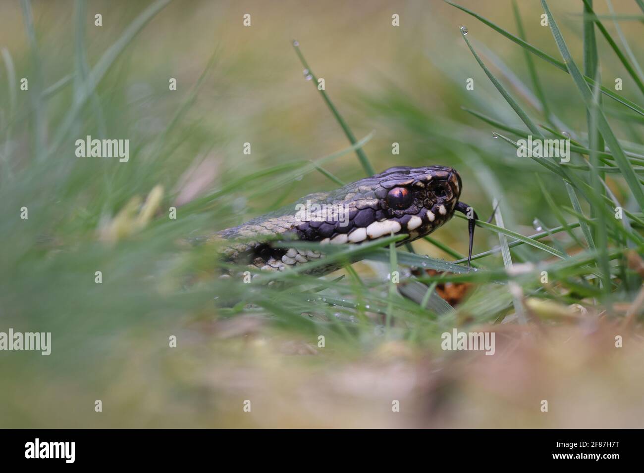 Extrem giftige schlange -Fotos und -Bildmaterial in hoher Auflösung – Alamy