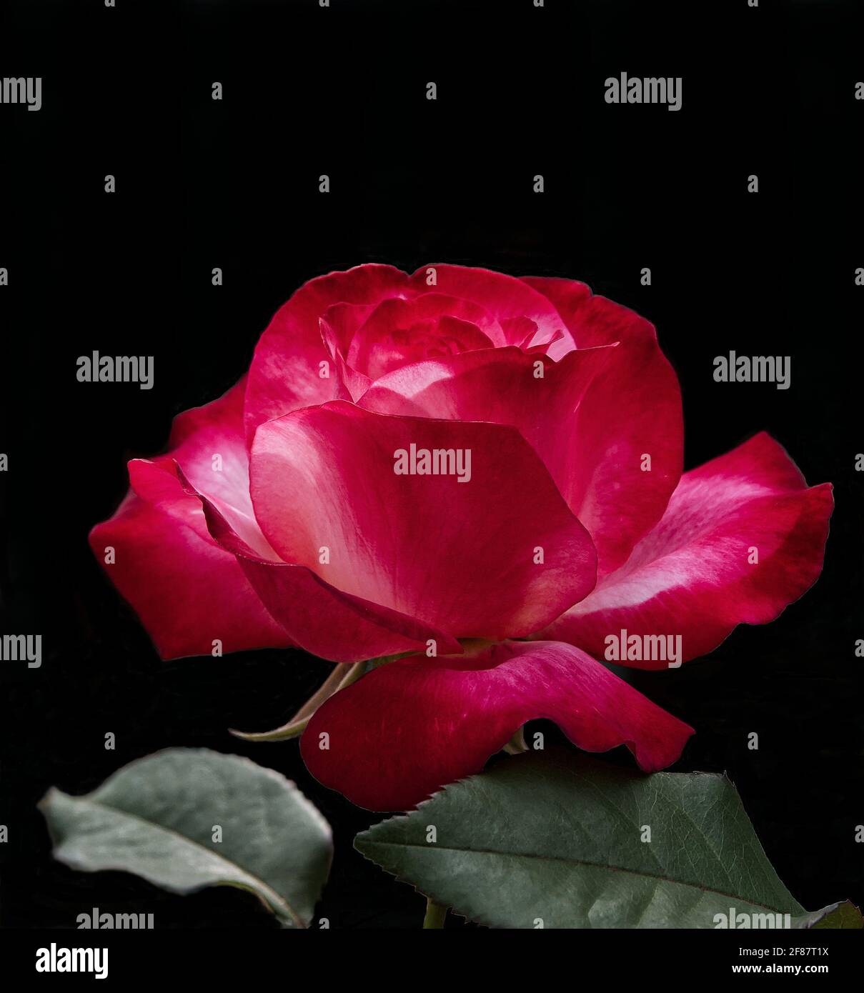 Roter rosen schwarzer hintergrund -Fotos und -Bildmaterial in hoher ...