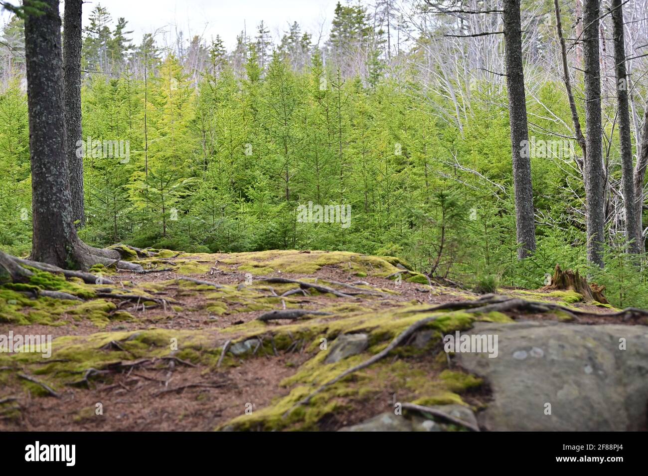 Fichtenwald mit unterholz -Fotos und -Bildmaterial in hoher Auflösung ...