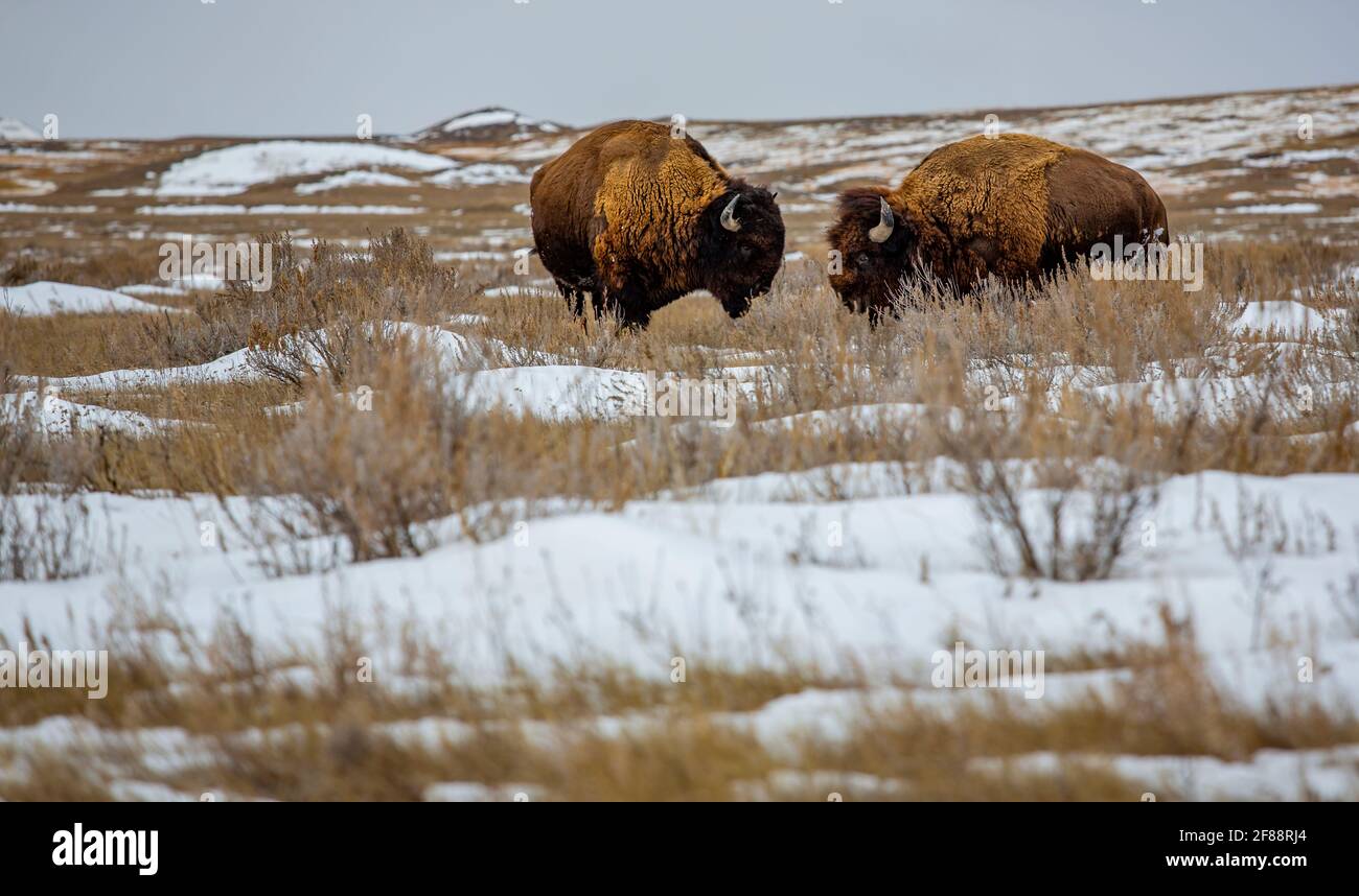 Grasslands nationalpark -Fotos und -Bildmaterial in hoher Auflösung – Alamy