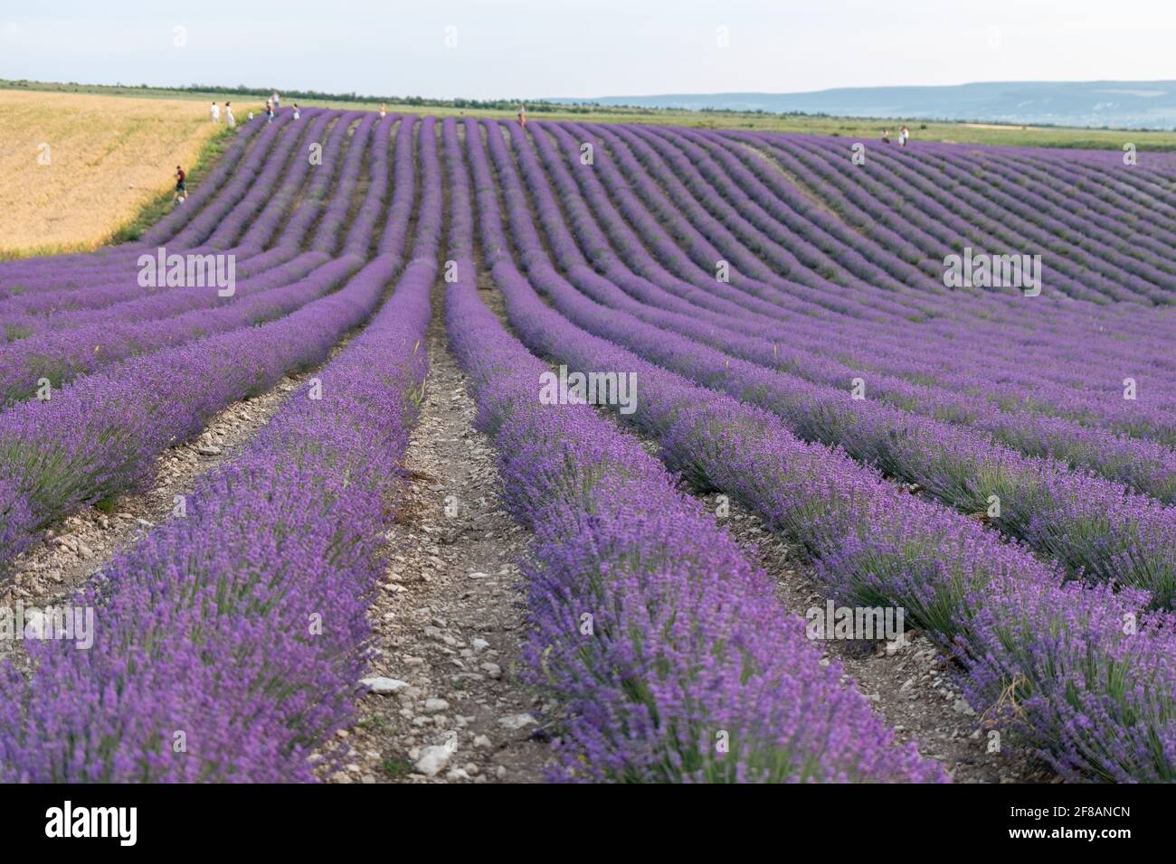 Lavendel Bluten Hangen