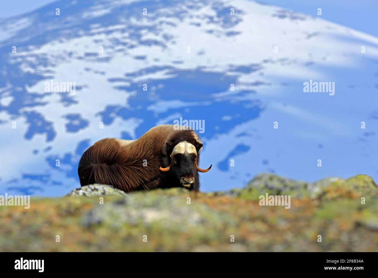 Moschusochse ovibos moschatus -Fotos und -Bildmaterial in hoher ...