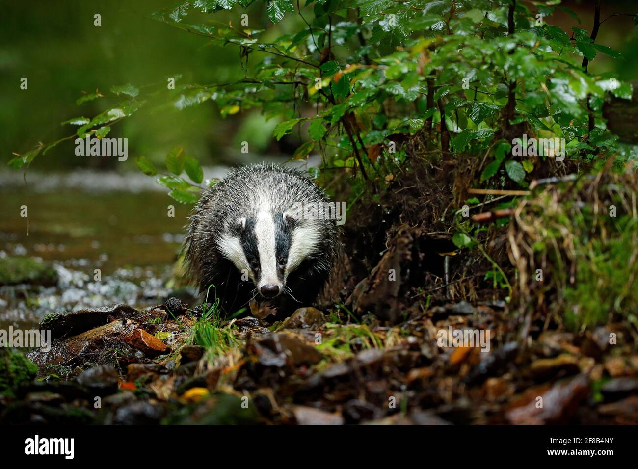 Dachs im Wald, Tier im natürlichen Lebensraum, Deutschland, Europa ...