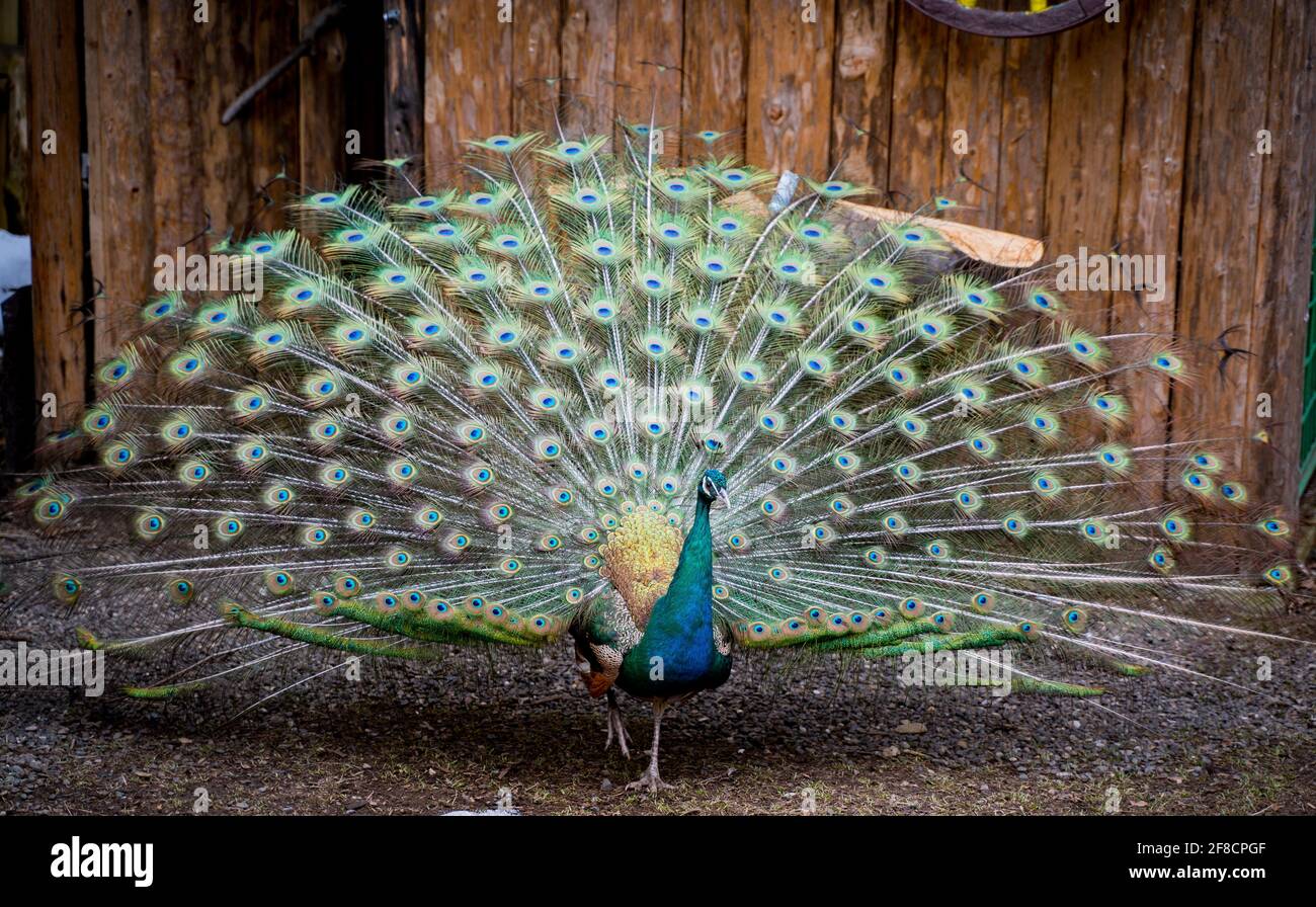 Paun rasirena krila -Fotos und -Bildmaterial in hoher Auflösung – Alamy