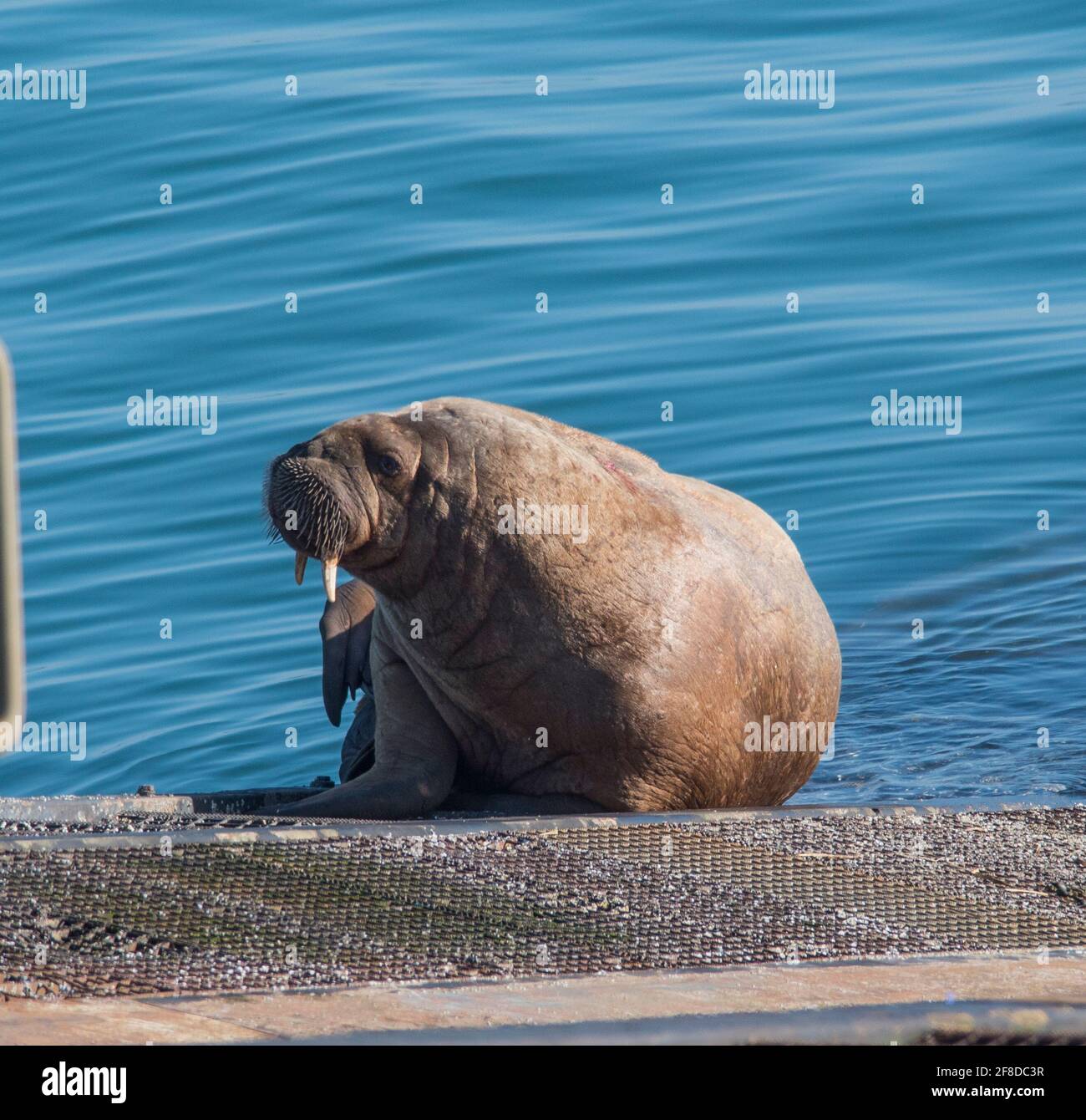 Walross auf rettungsbootrampe tenby -Fotos und -Bildmaterial in hoher ...