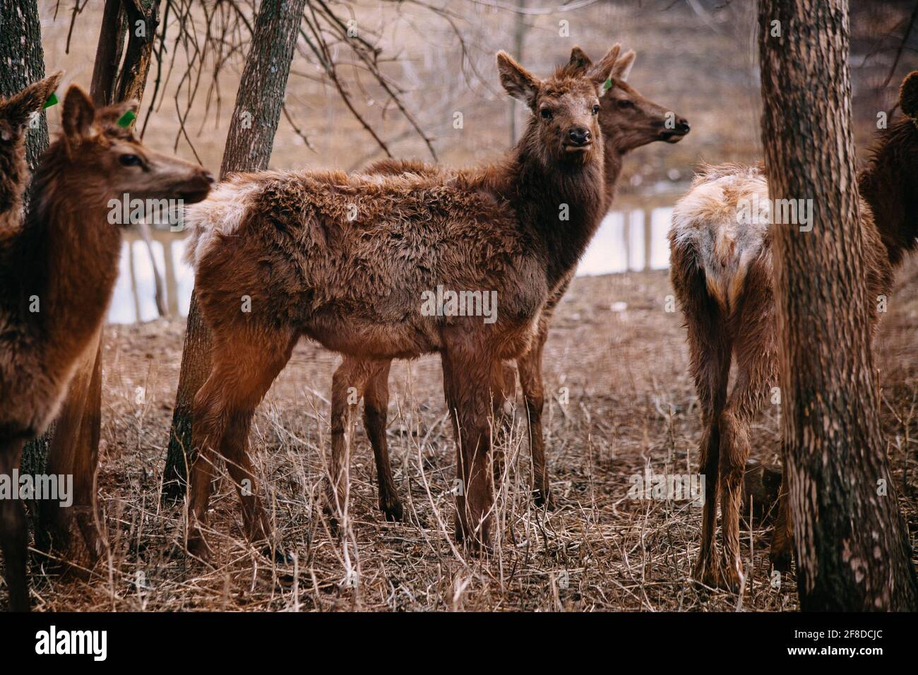 Maral deer -Fotos und -Bildmaterial in hoher Auflösung – Alamy