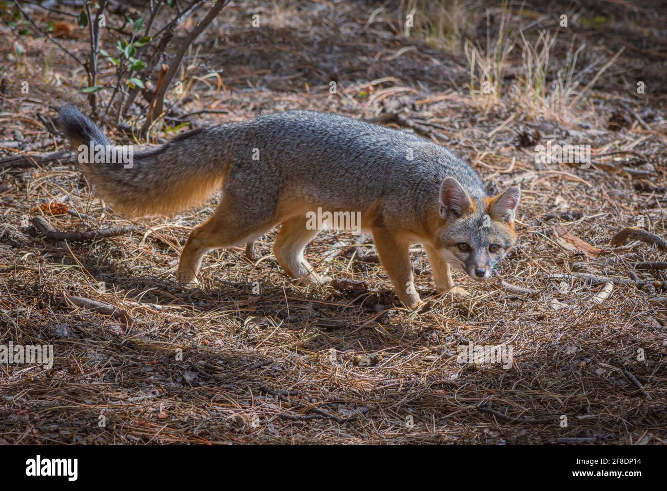 Junge Graufuchs oder Graufuchs (Urocyon cinereoargenteus) bei der Jagd ...