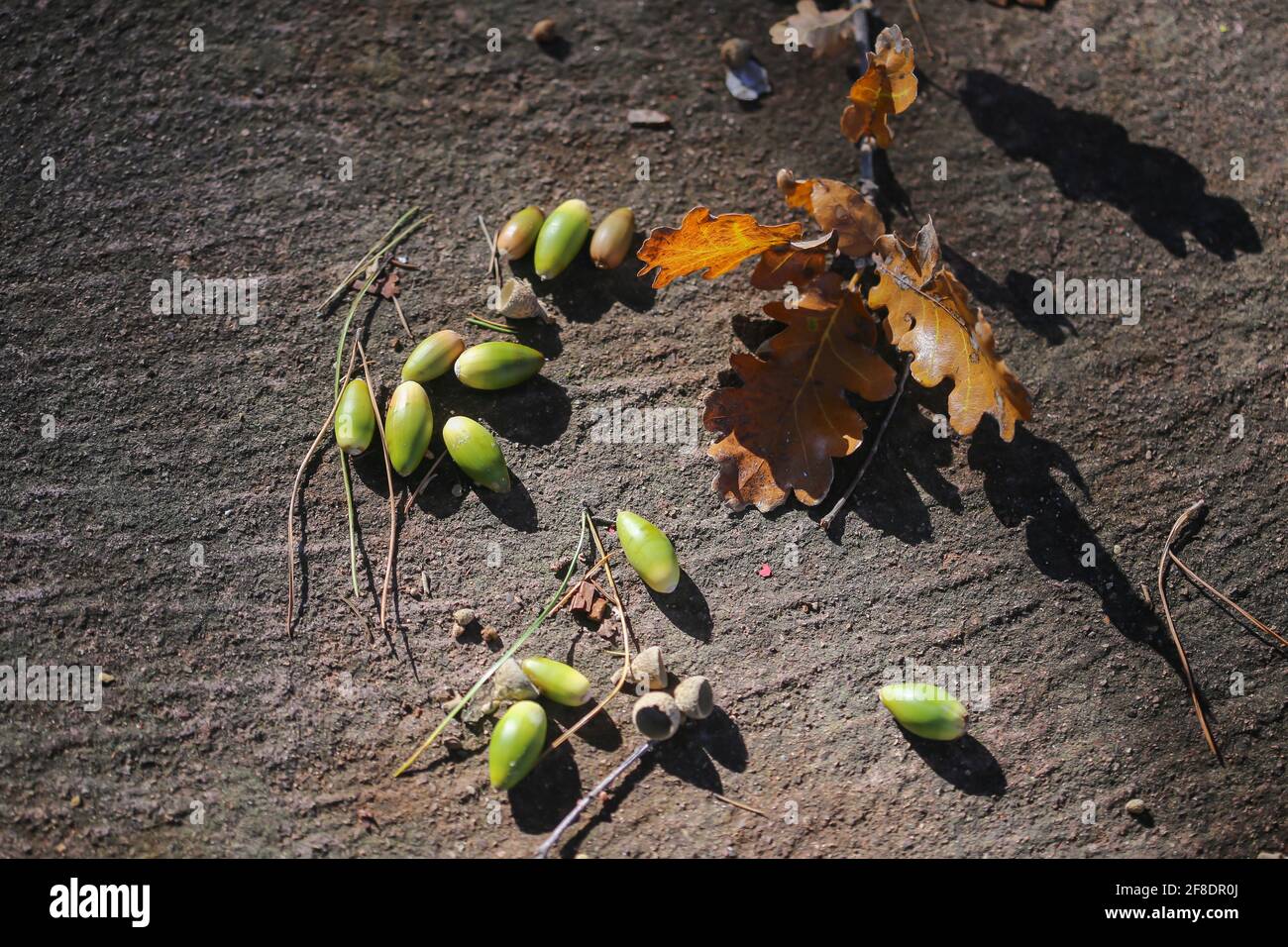 Weiße flaumige eiche flaumige eiche -Fotos und -Bildmaterial in hoher ...