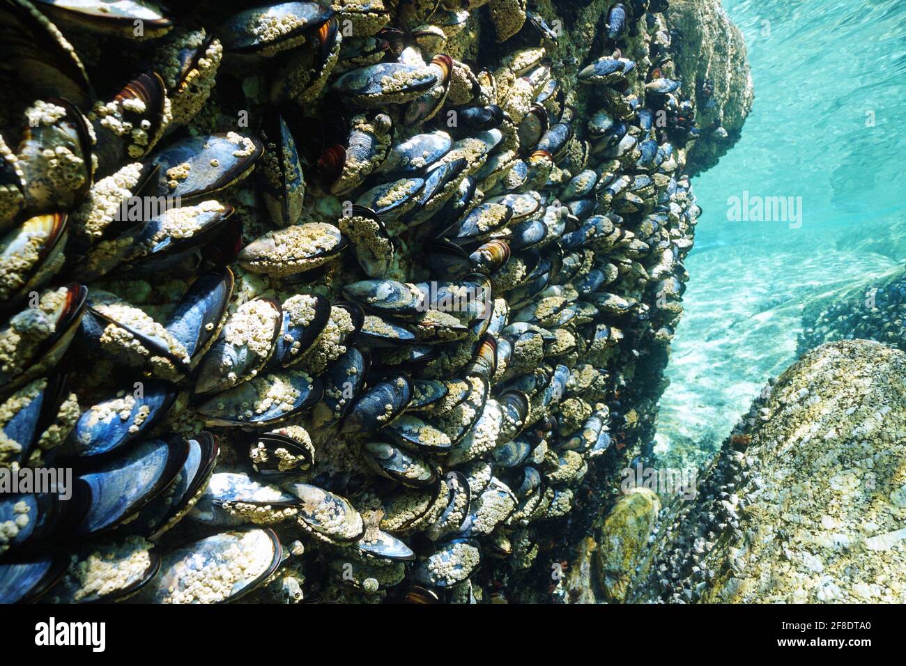 Sea mussels -Fotos und -Bildmaterial in hoher Auflösung – Alamy