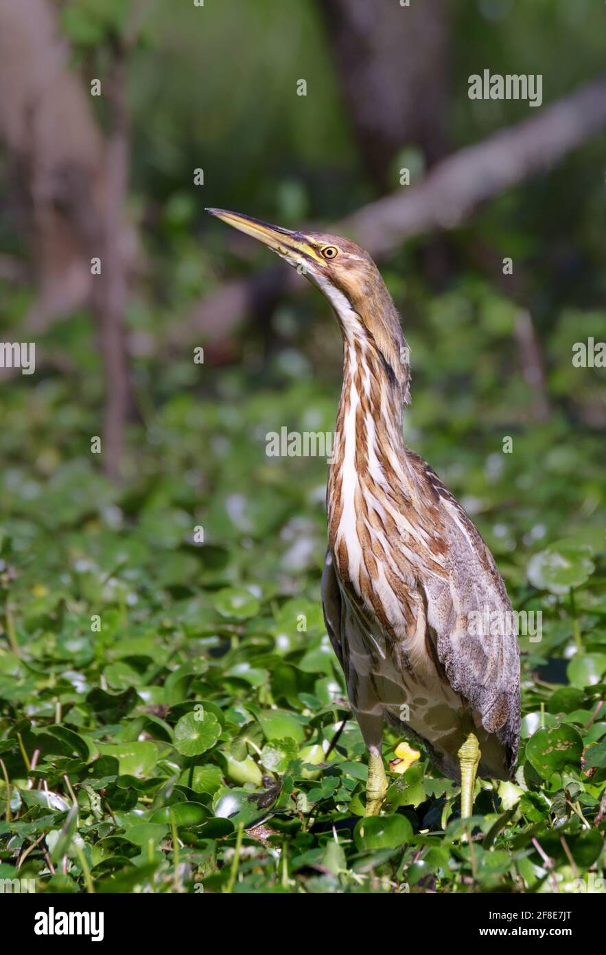 Vogel mit langem hals -Fotos und -Bildmaterial in hoher Auflösung – Alamy