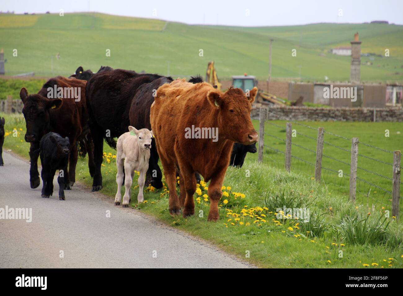 Huftiere Mit Huftieren Stockfotos und -bilder Kaufen - Alamy