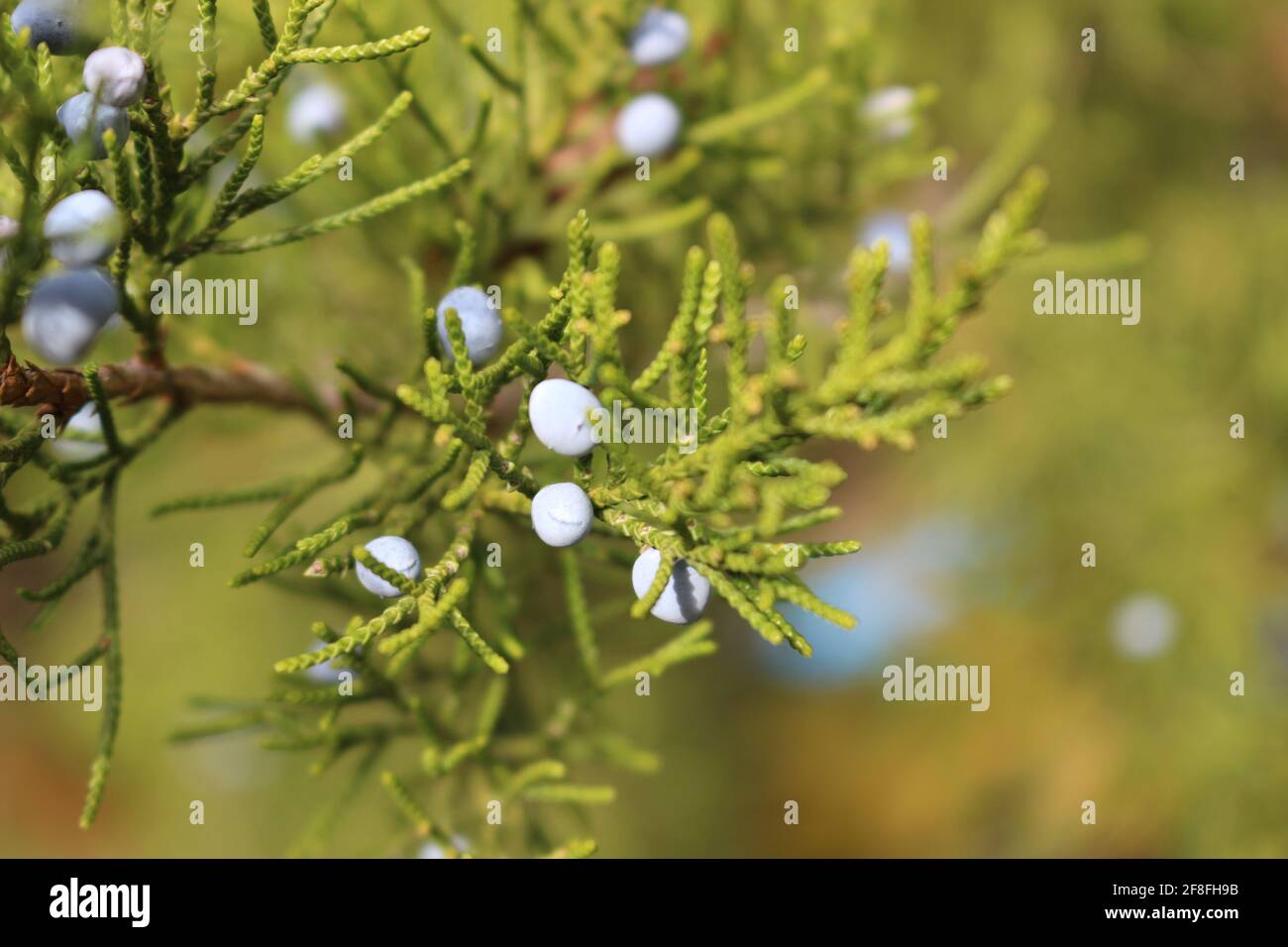 Nadel wacholder -Fotos und -Bildmaterial in hoher Auflösung – Alamy