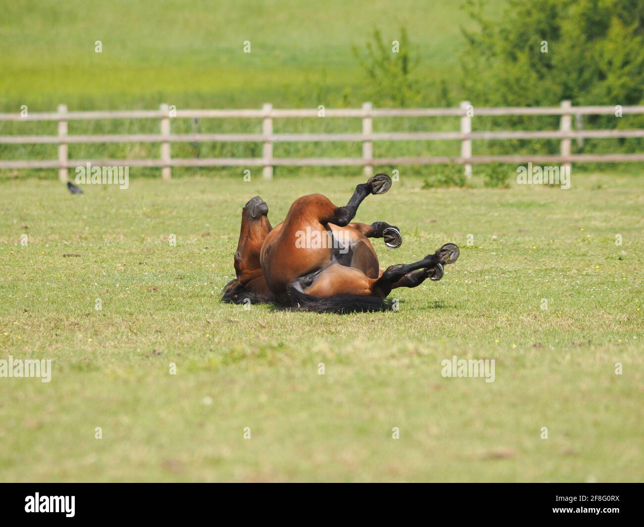 Pferd rollt im feld -Fotos und -Bildmaterial in hoher Auflösung – Alamy