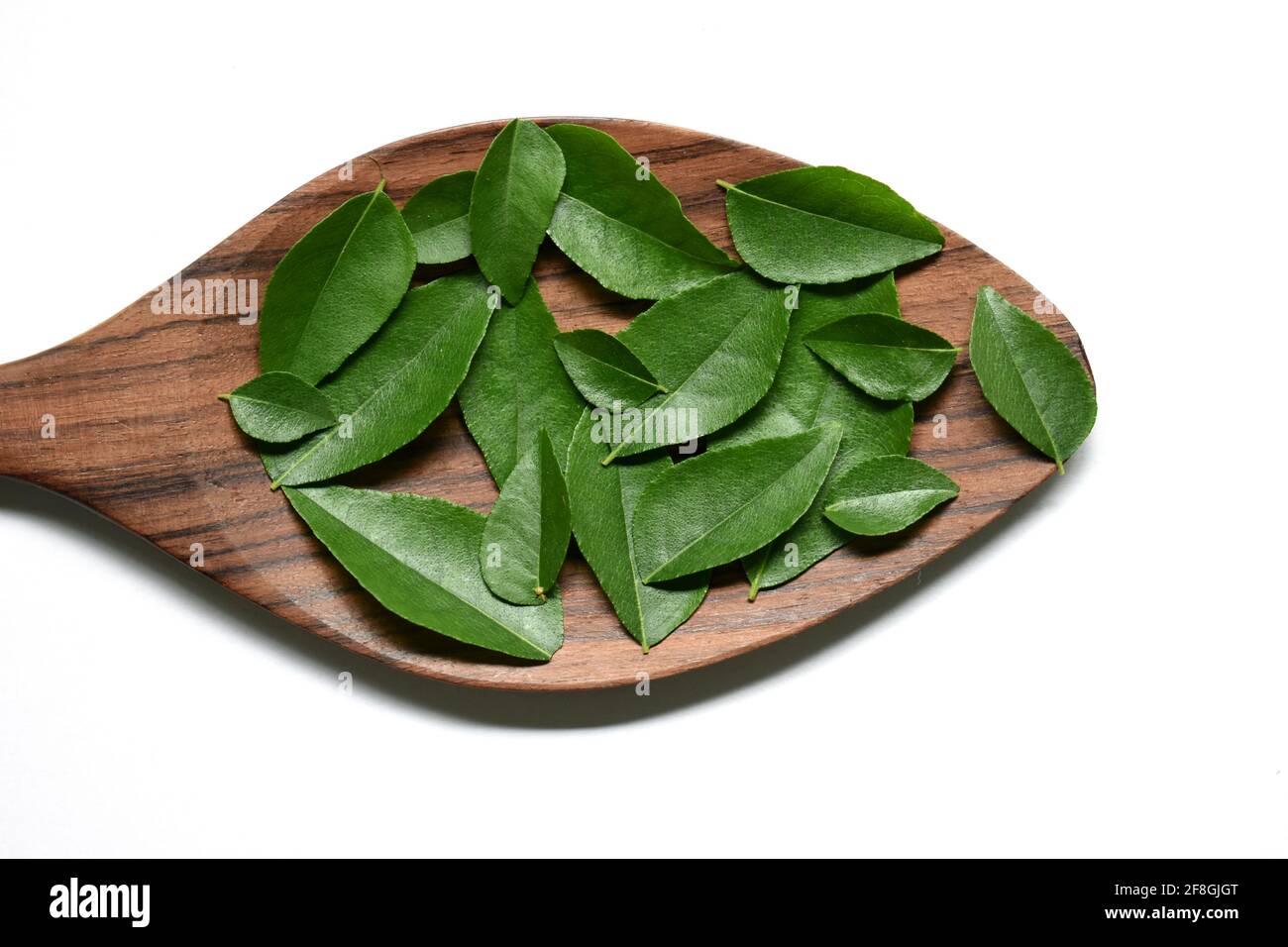 Curry Leaves Plant Stockfotos und -bilder Kaufen - Alamy