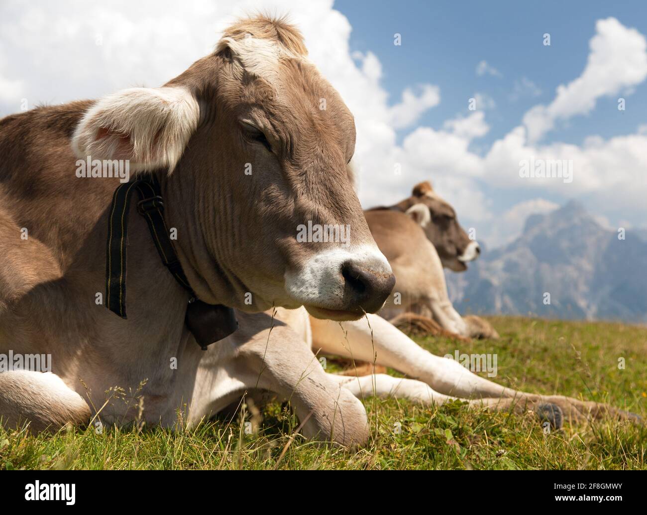 Kuh mit kuhglocke -Fotos und -Bildmaterial in hoher Auflösung – Alamy