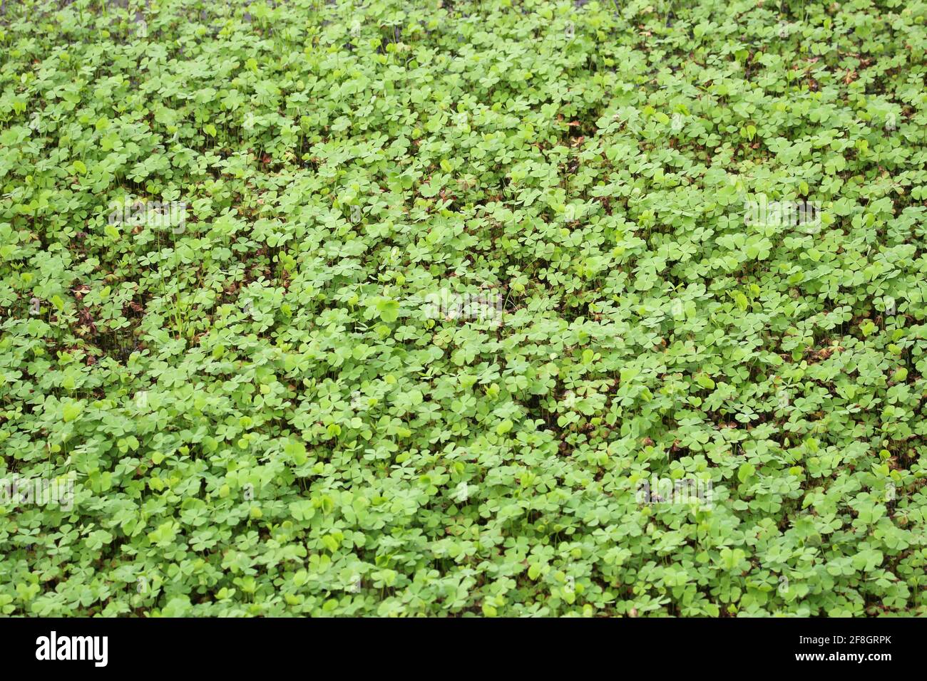 Afrikanisches payal -Fotos und -Bildmaterial in hoher Auflösung – Alamy