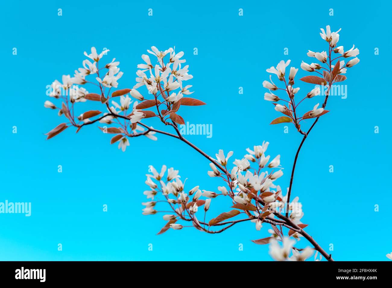 Was Ist Juneberry