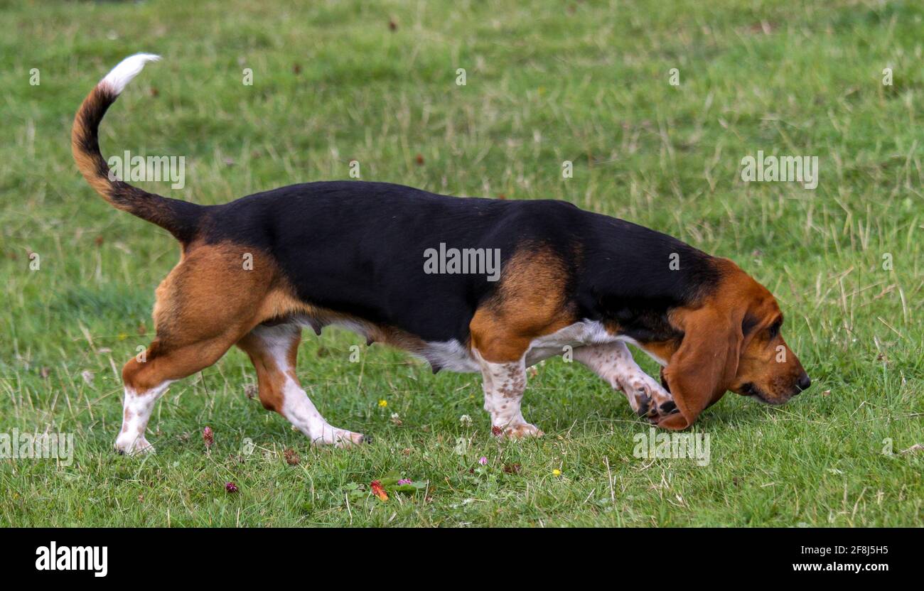 Cute hound -Fotos und -Bildmaterial in hoher Auflösung – Alamy