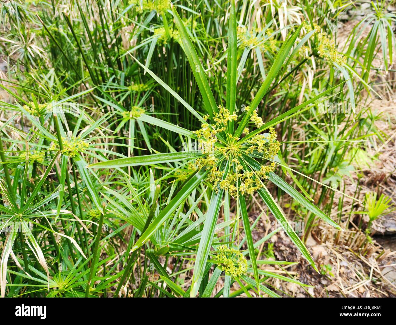 Papyrus oder papyrus cyperus papyrus -Fotos und -Bildmaterial in hoher ...