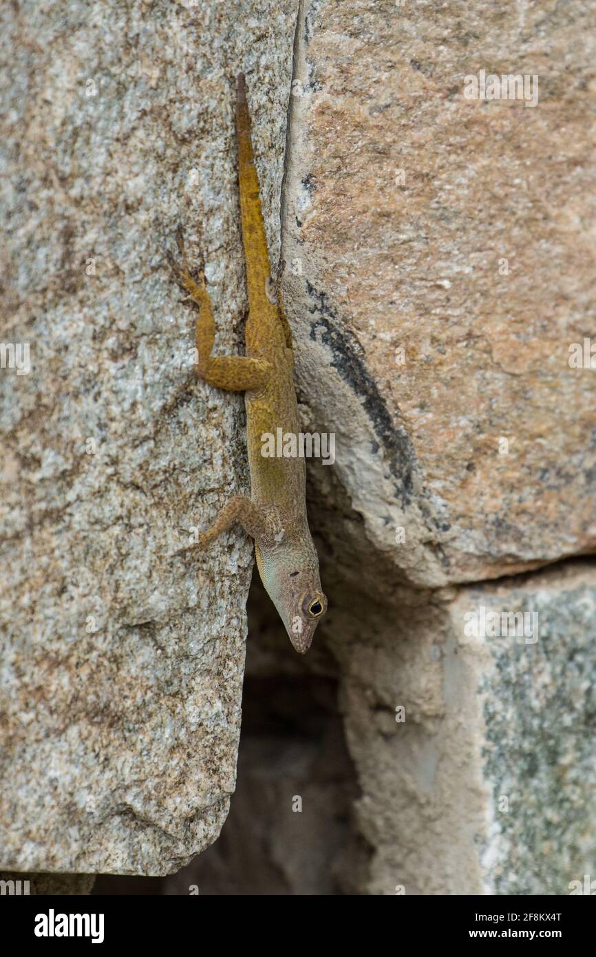 Ein Bark Anole, Anolis Distichus, auf einer Felswand bei Juan Dolio ...