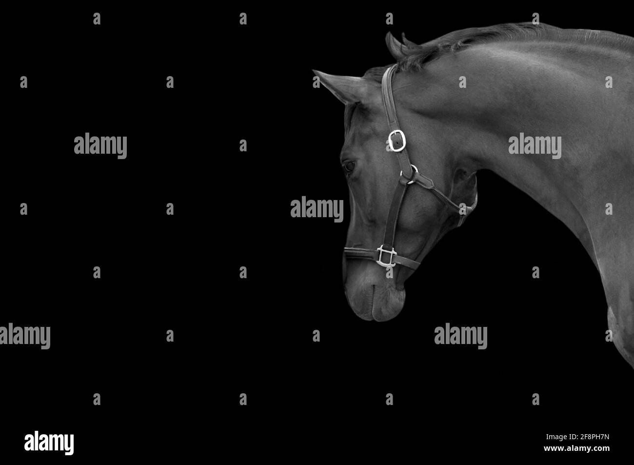 Schwarzes pferd springen -Fotos und -Bildmaterial in hoher Auflösung ...