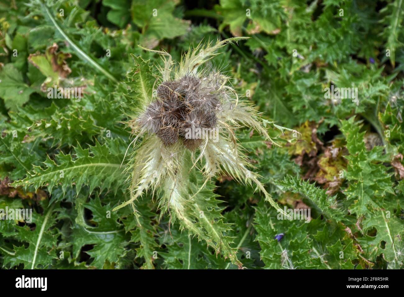 Spitz brutto -Fotos und -Bildmaterial in hoher Auflösung – Alamy