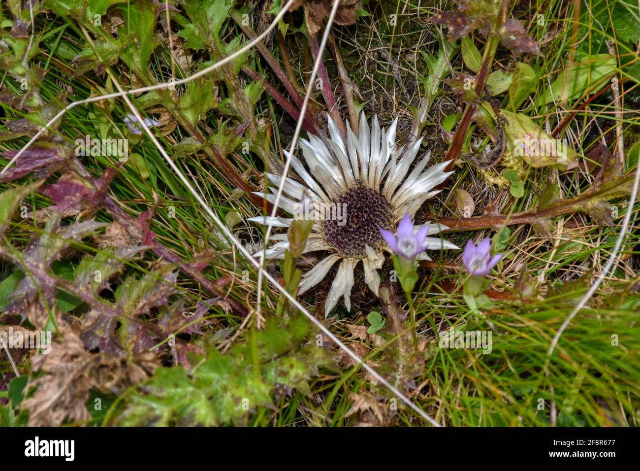 Spitz brutto -Fotos und -Bildmaterial in hoher Auflösung – Alamy