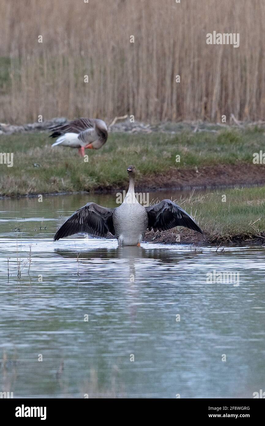 Taiga bean goose anser fabalis -Fotos und -Bildmaterial in hoher ...
