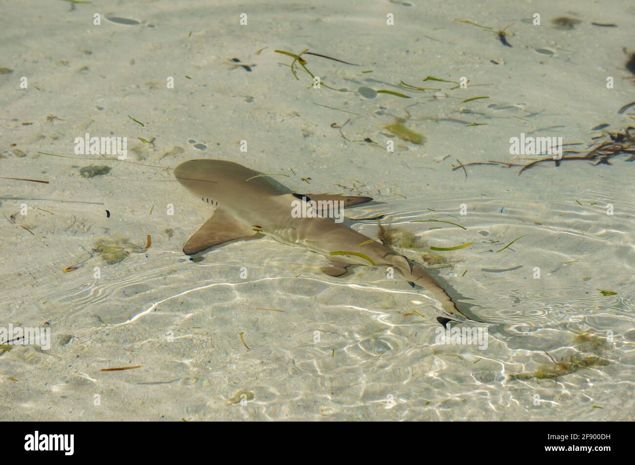 Blacktip reef shark -Fotos und -Bildmaterial in hoher Auflösung – Alamy