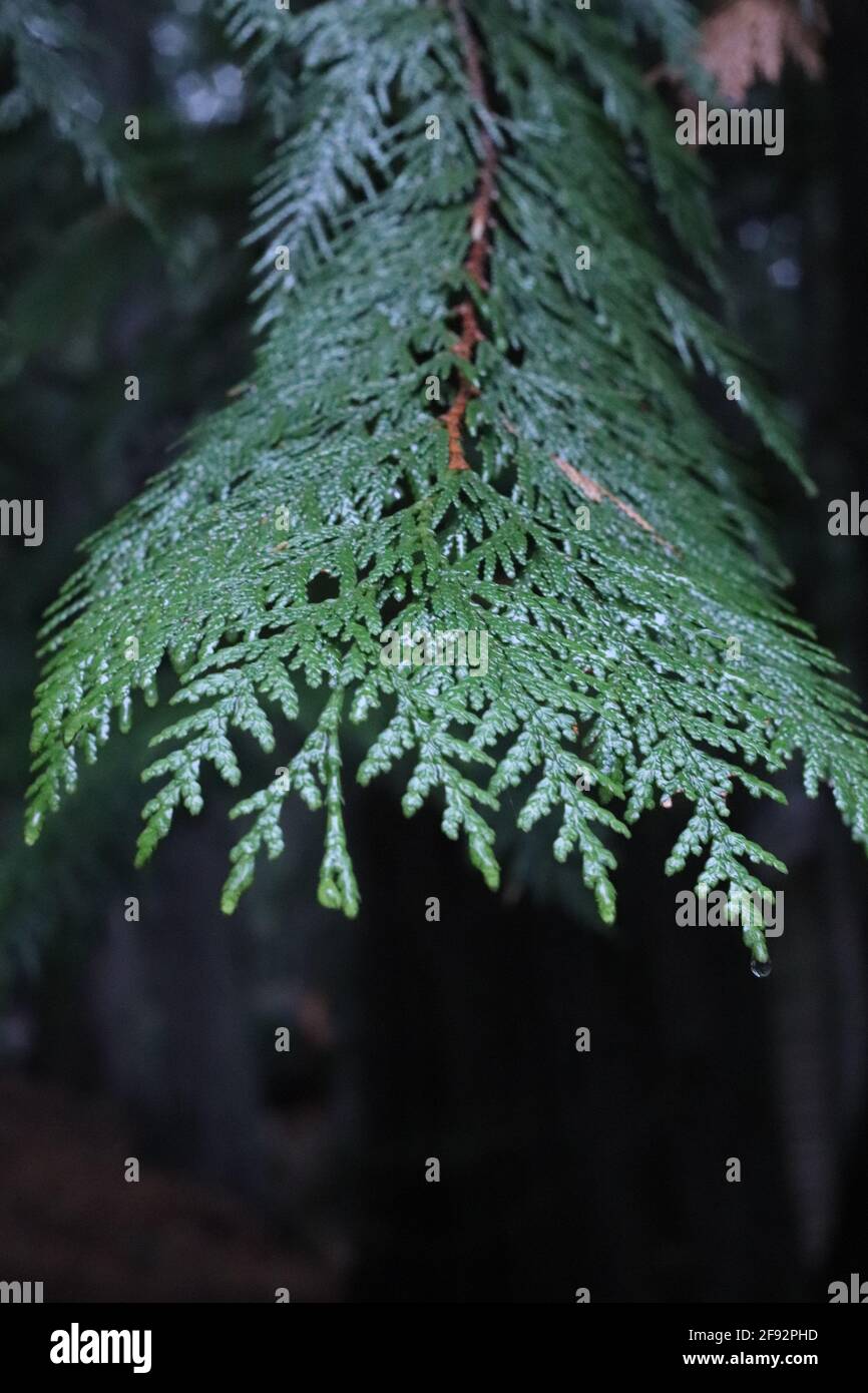 Zedernbaum design -Fotos und -Bildmaterial in hoher Auflösung – Alamy