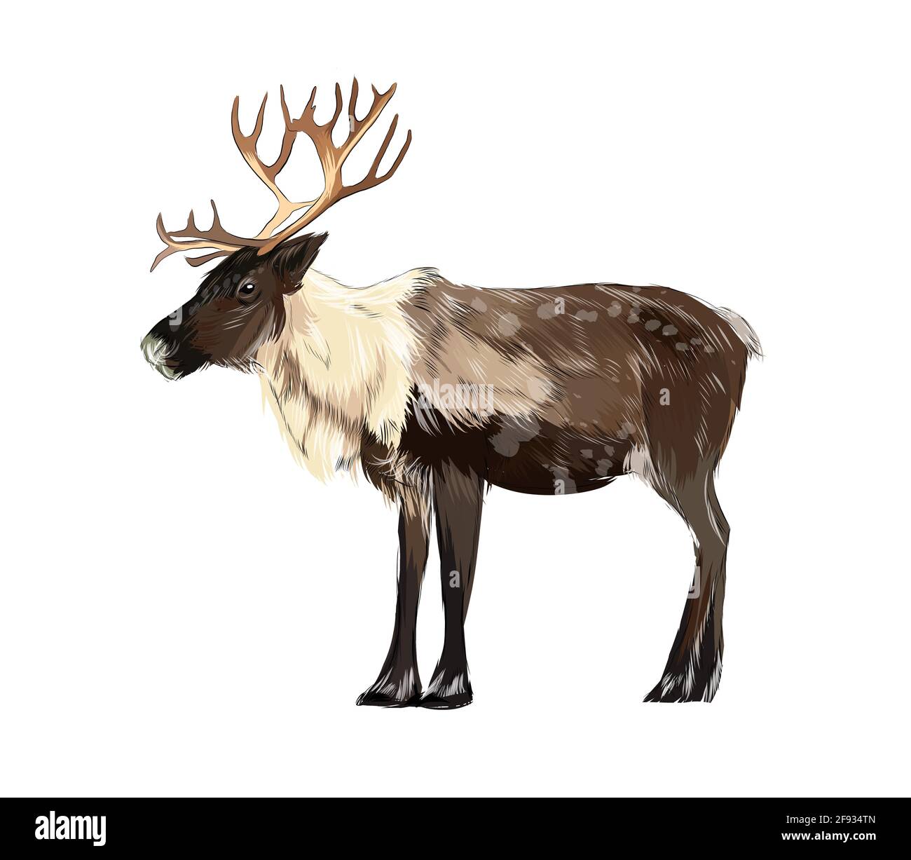 Rentier-Porträt aus einem Spritzer Aquarell, farbige Zeichnung ...