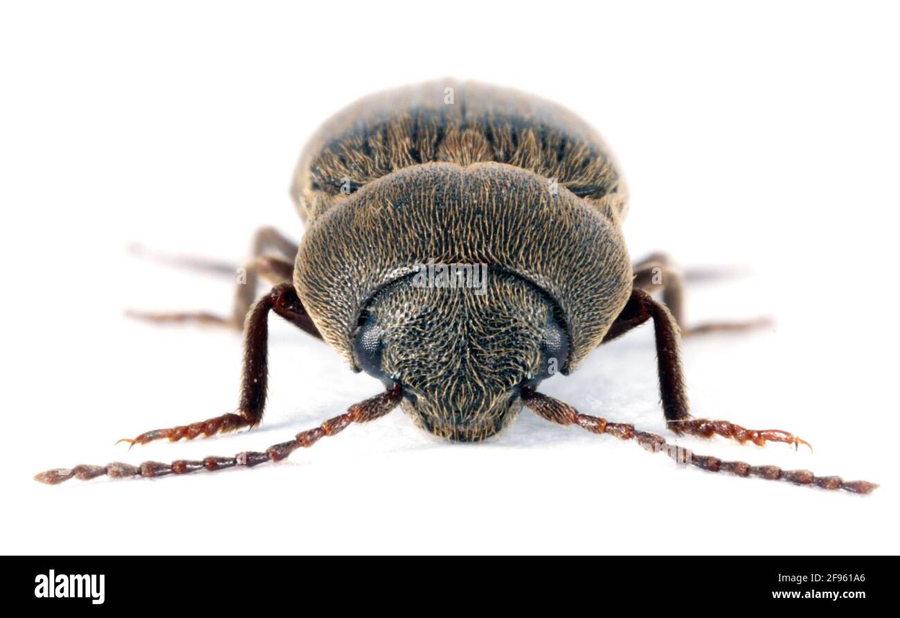 Agriotes obscurus ist eine Käferart aus der Familie der Elateridae. Es ...