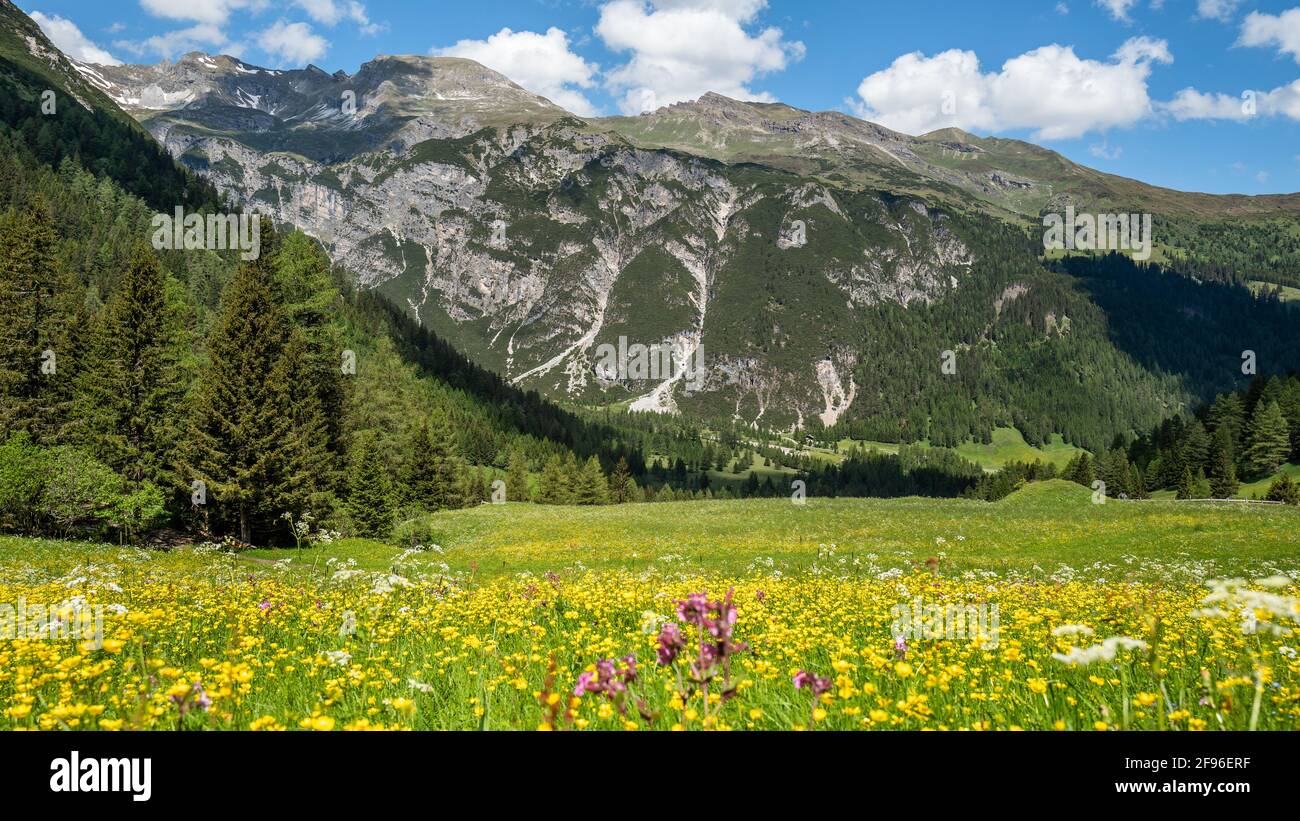 Blumenwiese, Berglandschaft, Almwiese, gelbe Blumenwiese, Talbecken mit ...