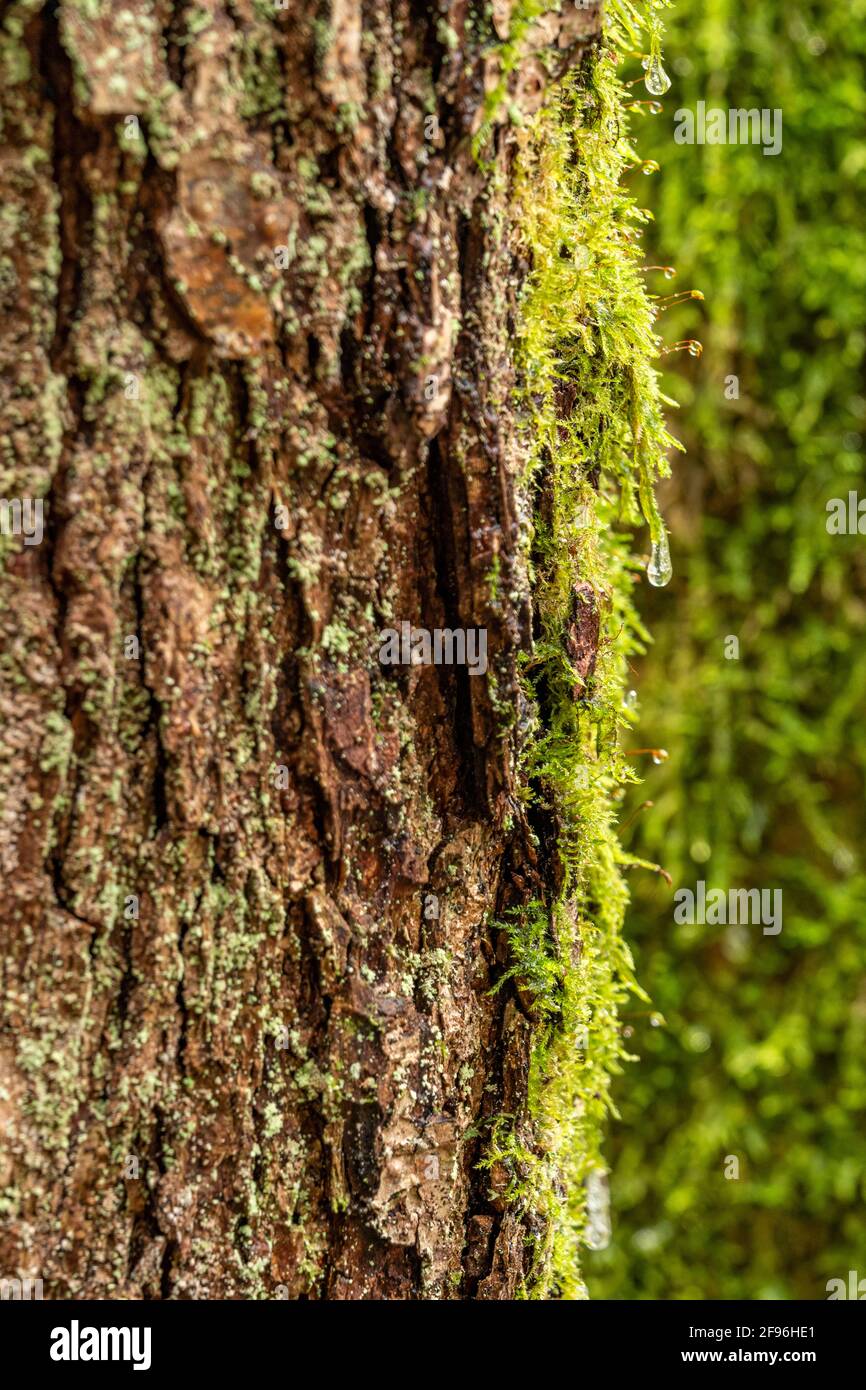 Rinde einer Eiche, Steinbachtal bei Mettlach-Dreisbach, Saartal ...