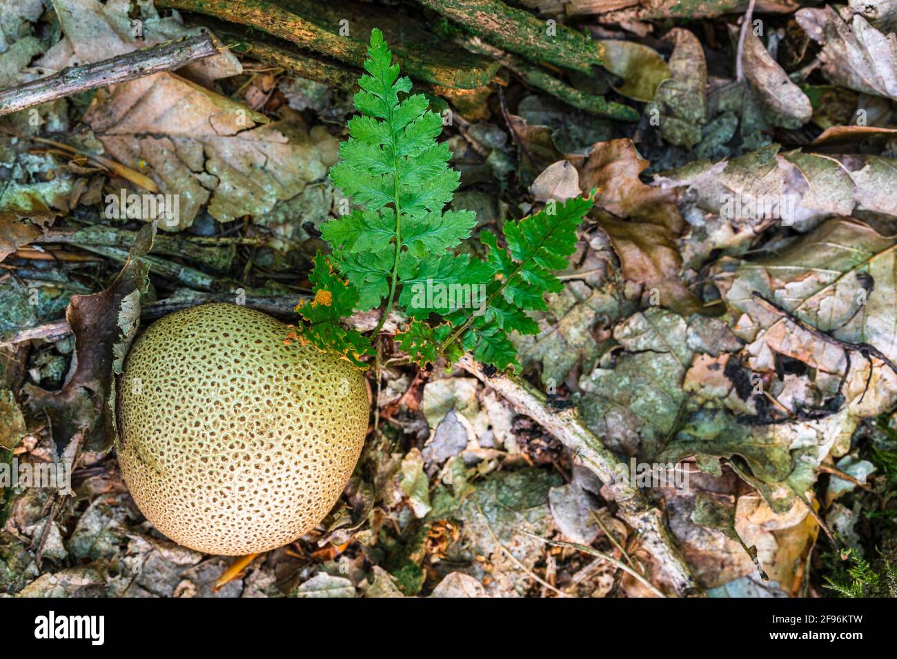 Bovist pilz -Fotos und -Bildmaterial in hoher Auflösung – Alamy