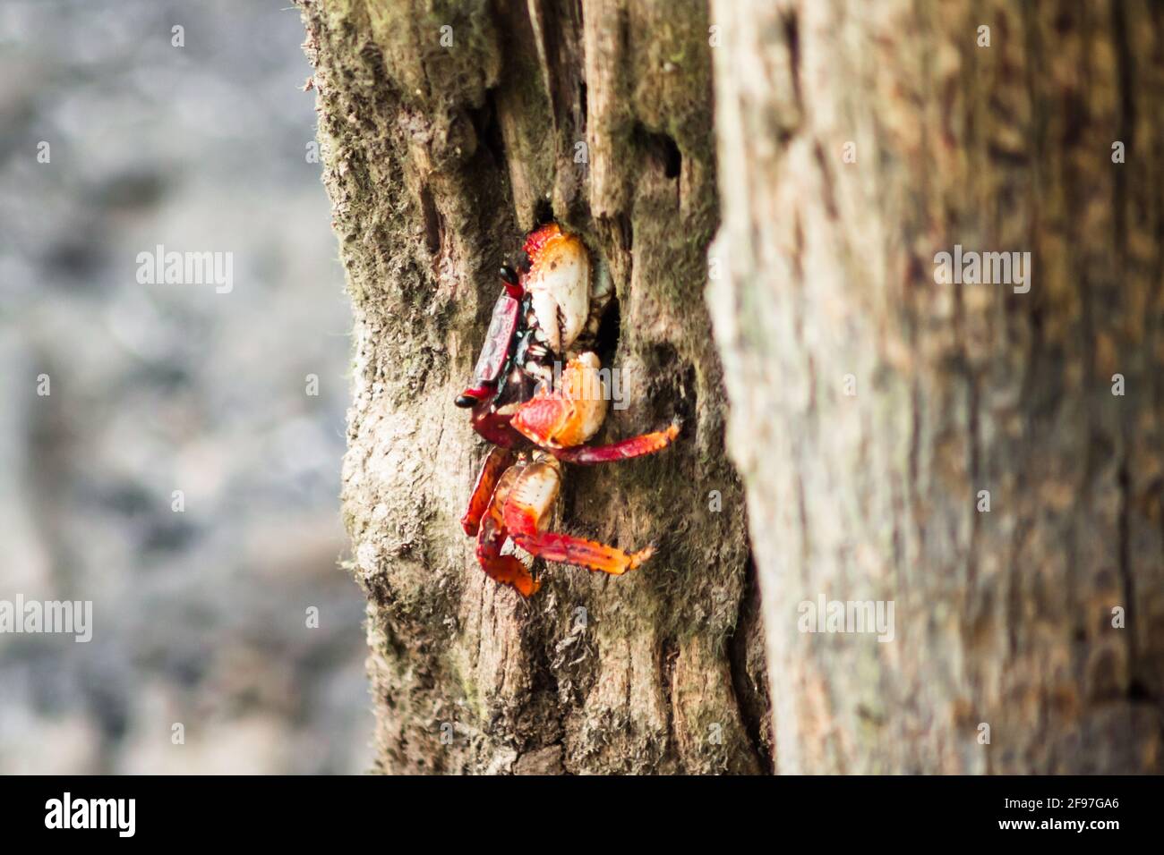 Eine Mangrovenbaumkrebse [Aratus pisonii], die eine alte und ...