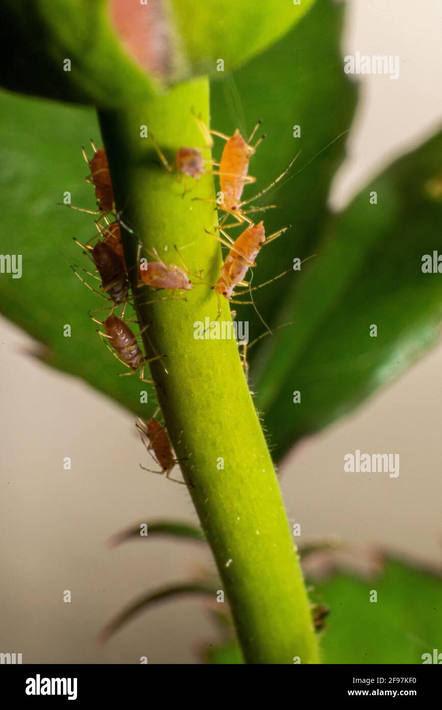 Rose aphid -Fotos und -Bildmaterial in hoher Auflösung – Alamy