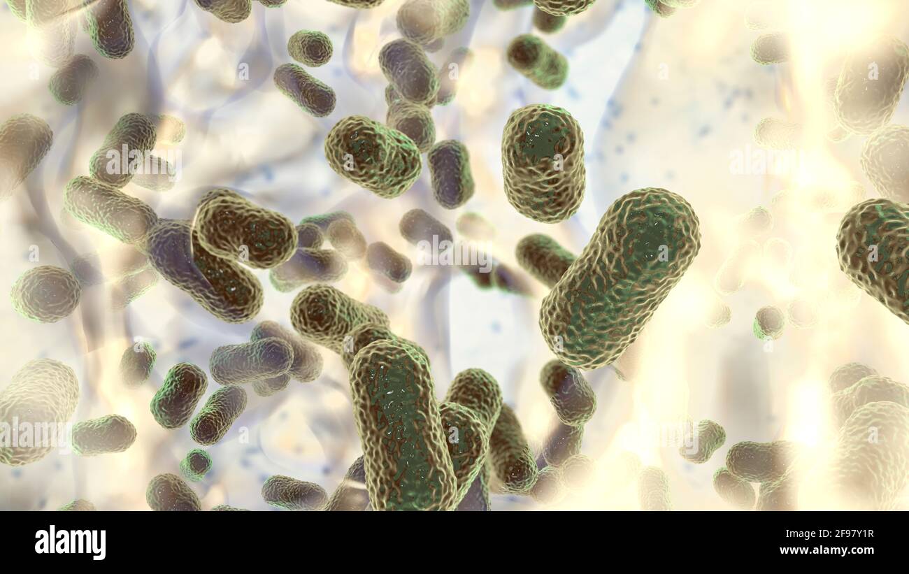 Acinetobacter baumannii Bakterien, Abbildung Stockfotografie - Alamy Acinetobacter baumannii Bakterien, Abbildung Stockfotografie - Alamy