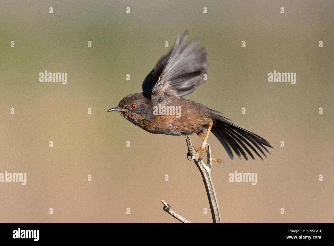 Dartford warblers sylvia undata -Fotos und -Bildmaterial in hoher ...