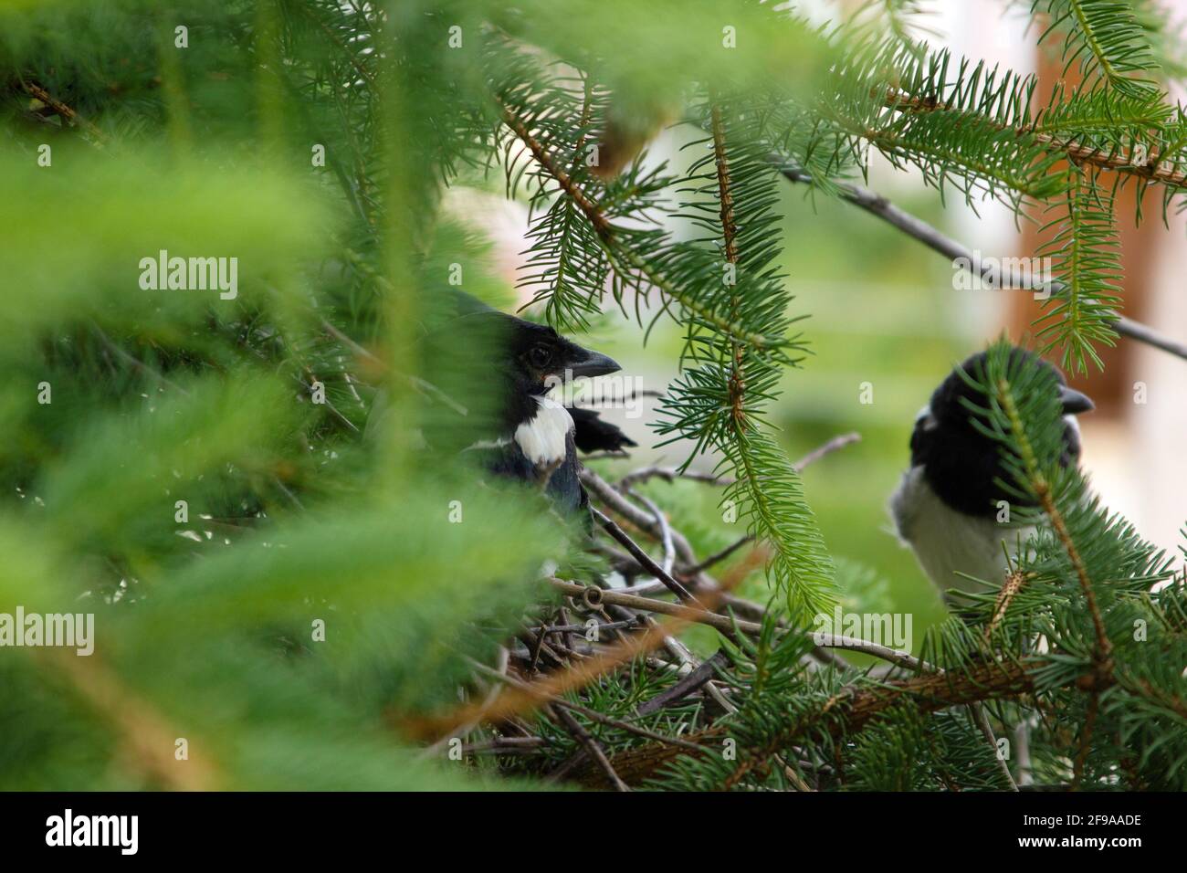 Elstern nisten -Fotos und -Bildmaterial in hoher Auflösung – Alamy