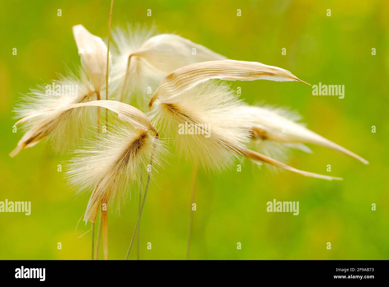 Gramineae familie Stockfotos und -bilder Kaufen - Alamy