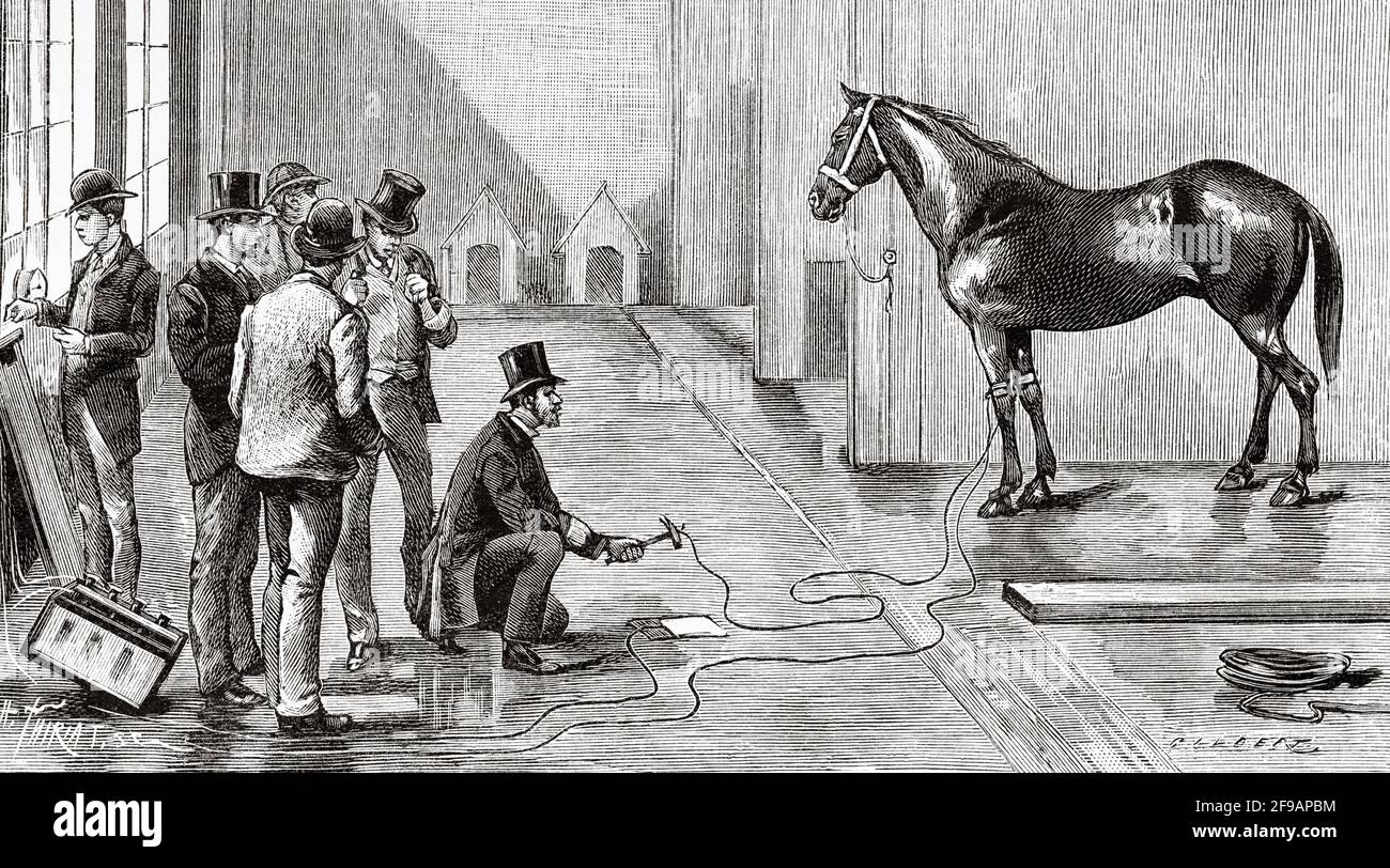 Killed horse -Fotos und -Bildmaterial in hoher Auflösung – Alamy