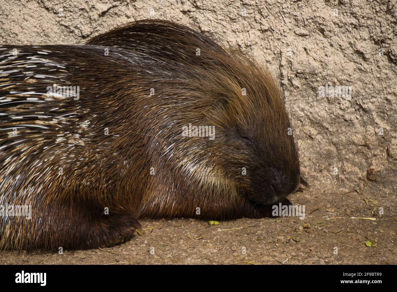 Stachelschwein von nepal -Fotos und -Bildmaterial in hoher Auflösung ...