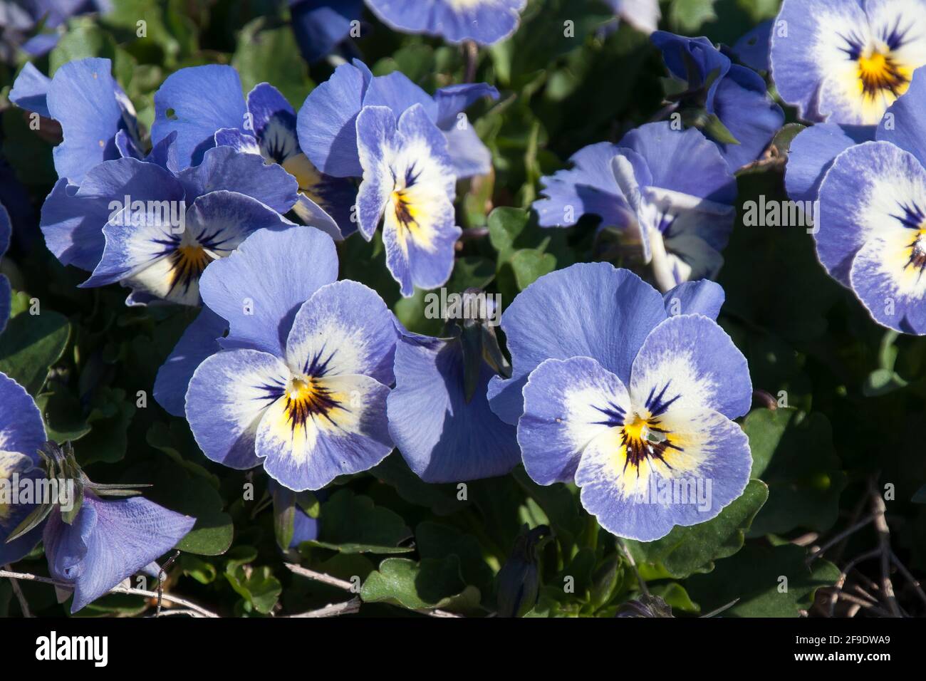 Sorbet delft blue viola -Fotos und -Bildmaterial in hoher Auflösung – Alamy